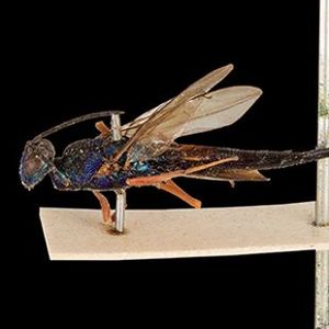 The Biodiversity of Singapore- Balcha levicollis