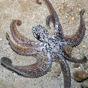The Biodiversity of Singapore- Octopus sp.
