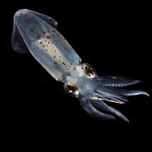 The Biodiversity of Singapore- Squid sp. 1