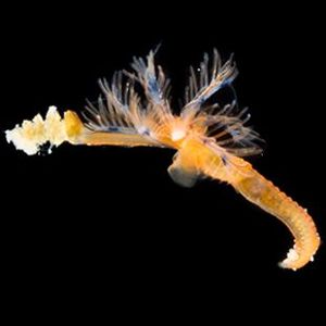 The Biodiversity of Singapore- Serpulidae sp. ARM-0369