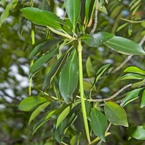 The Biodiversity of Singapore- Bruguiera parviflora