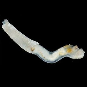 The Biodiversity of Singapore- Scaphopod sp. 9
