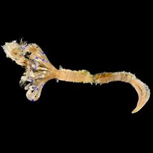 The Biodiversity of Singapore- Sabellidae sp. SEA-1388