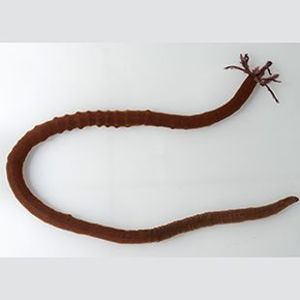 The Biodiversity of Singapore- Synaptula sp. SS-2418