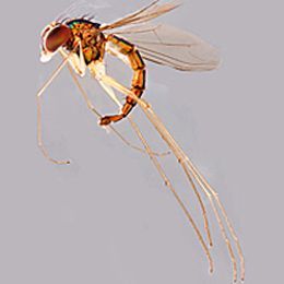 The Biodiversity of Singapore- Amblypsilopus sp. n.