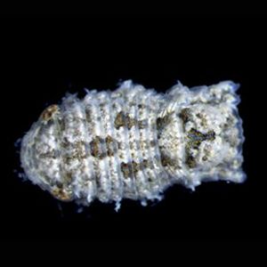 The Biodiversity of Singapore- Sphaeromatidae sp. 1