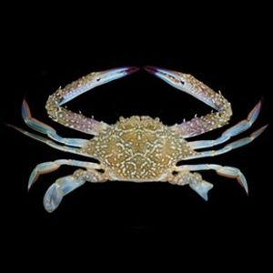 The Biodiversity of Singapore- Portunus (Portunus) pelagicus