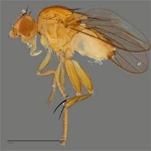 The Biodiversity of Singapore- Cadrema sp. "ZRCBDP_0021659" (GC263)