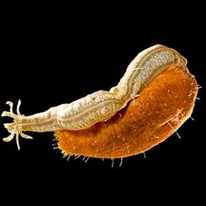 The Biodiversity of Singapore- Synaptidae sp. RF6-002