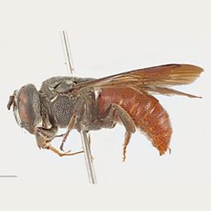 The Biodiversity of Singapore- Euaspis polynesia