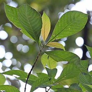 The Biodiversity of Singapore- Timonius wallichianus