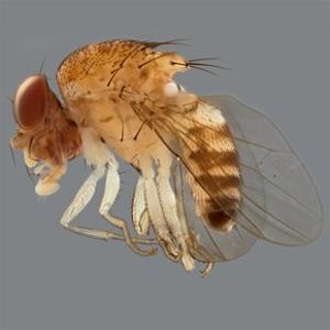 The Biodiversity of Singapore- Gitona? sp. ZRC_BDP0093331