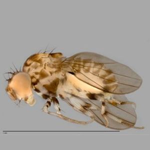 The Biodiversity of Singapore- Paramycodrosophila sp. ZRC_BDP0025447