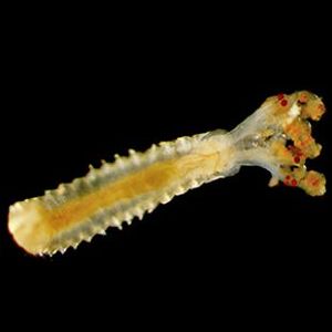 The Biodiversity of Singapore- Sabellidae sp. 5113DR1-219