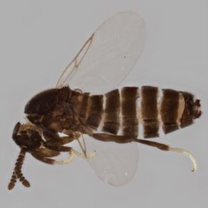 The Biodiversity of Singapore- Scatopsidae sp. ZRC_BDP0292477