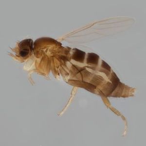 The Biodiversity of Singapore- Phoridae sp. ZRC_BDP0000212