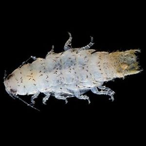 The Biodiversity of Singapore- Corallana sp. SS-1933
