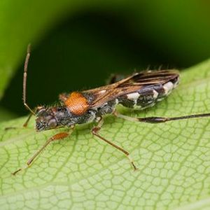 The Biodiversity of Singapore- Artemidorus sobrinus