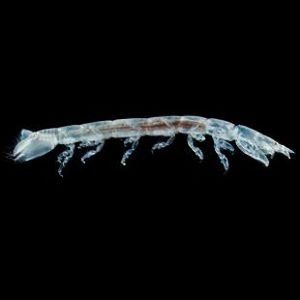 The Biodiversity of Singapore- Anthuridae sp. 7