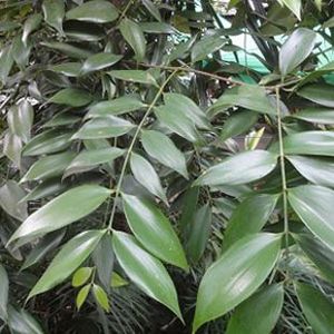 The Biodiversity of Singapore- Agathis borneensis