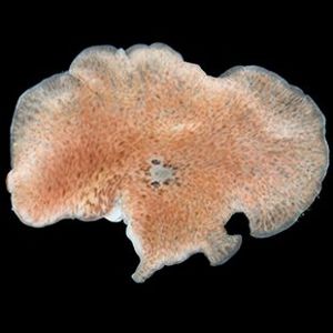 The Biodiversity of Singapore- Acotylea sp. 7