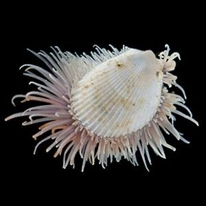 The Biodiversity of Singapore- Limia sp.