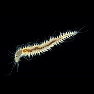 The Biodiversity of Singapore- Syllidia sp. ARM-0242