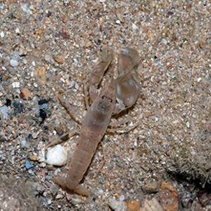 The Biodiversity of Singapore- Alpheus sp.