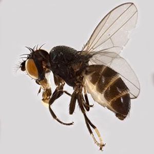 The Biodiversity of Singapore- Diastatidae sp. ZRC_BDP0267635