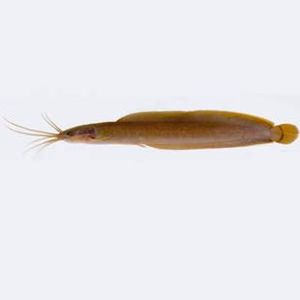 The Biodiversity of Singapore- Clarias nieuhofii
