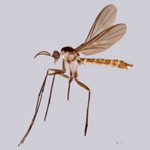 The Biodiversity of Singapore- Orfeliini sp. ZRCBDP0048252