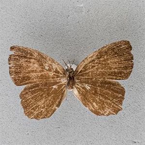 The Biodiversity of Singapore- Allotinus davidis