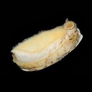 The Biodiversity of Singapore- Scutus sp. 1