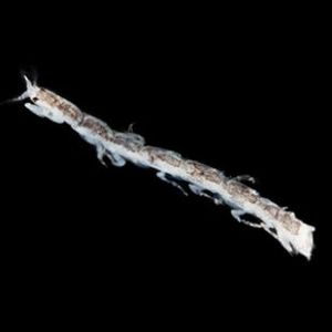 The Biodiversity of Singapore- Anthuroidea sp. 3