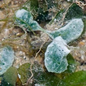 The Biodiversity of Singapore- Didemnidae sp. 27