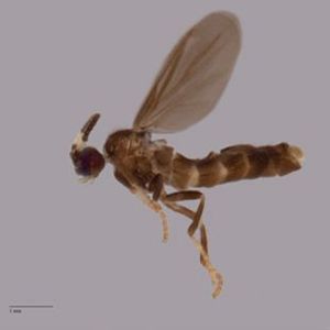 The Biodiversity of Singapore- Colobostema sp. ZRCBDP0048642