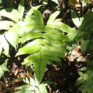 The Biodiversity of Singapore- Tectaria griffithii