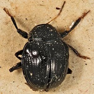 The Biodiversity of Singapore- Basilepta anthracina