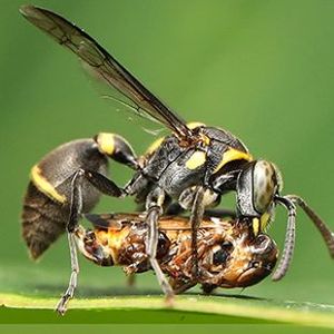 The Biodiversity of Singapore- Ropalidia timida