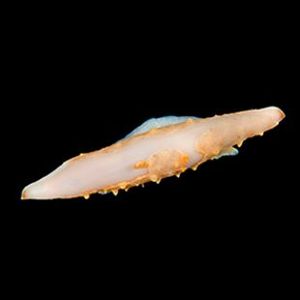 The Biodiversity of Singapore- Allied cowrie sp. 2