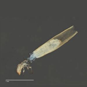 The Biodiversity of Singapore- Hydroptilidae sp. ZRCBDP0006977