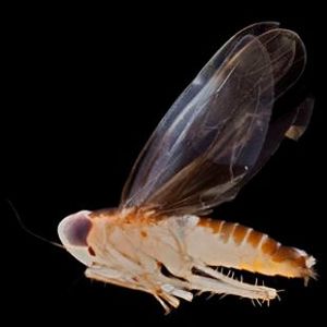 The Biodiversity of Singapore- Hemiptera sp. ZRC_BDP0169140