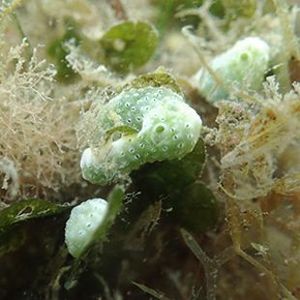 The Biodiversity of Singapore- Didemnidae sp. 31