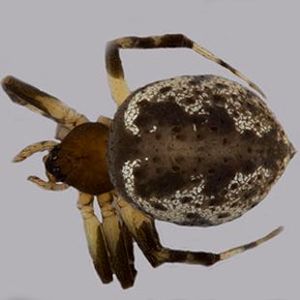 The Biodiversity of Singapore- Dipoena sp.