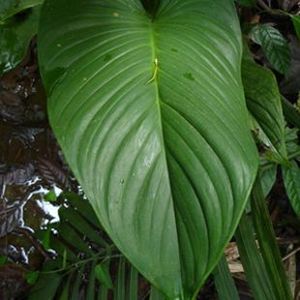 The Biodiversity of Singapore- Homalomena rostrata
