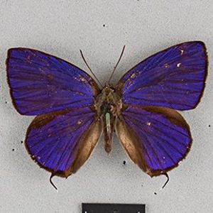 The Biodiversity of Singapore- Arhopala normani