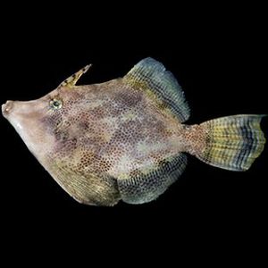 The Biodiversity of Singapore- Monacanthidae sp. SEA-4080