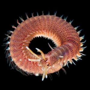 The Biodiversity of Singapore- Eunice sp. INT-0425