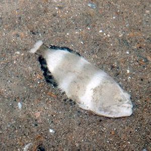 The Biodiversity of Singapore- Psettodes erumei