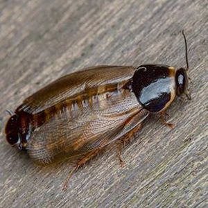 The Biodiversity of Singapore- Pycnoscelus indicus